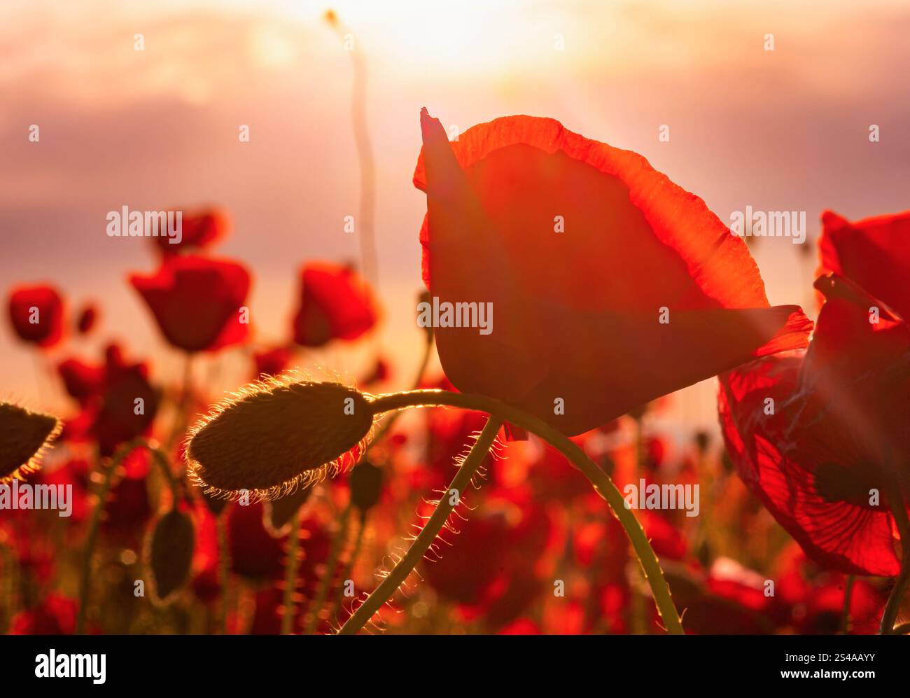 Poppy field for Anzac background. Remembrance day. Red poppies ...