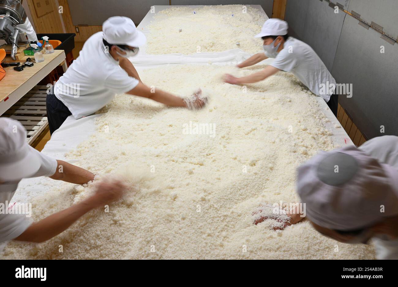 Kurabito brewers loosen and mix the hardened rice koji at Yoshida ...