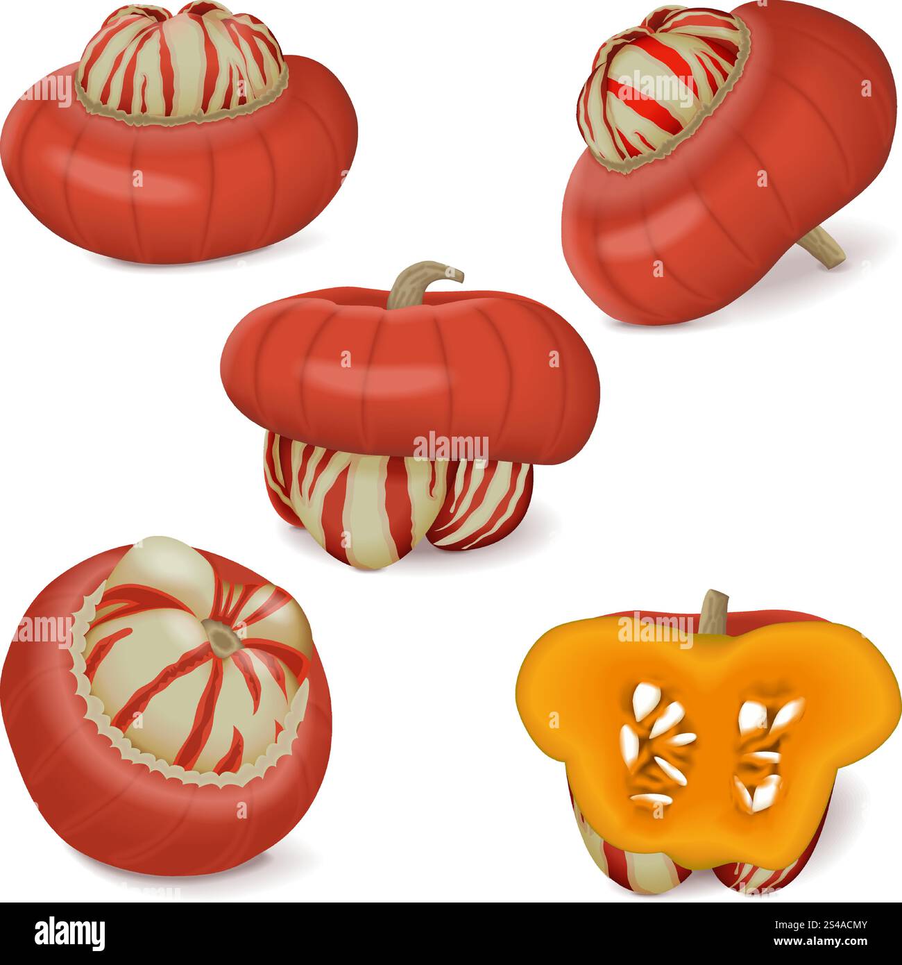 Clip art. Turban Squash or Turk s Turban. Winter squash. Cucurbita ...