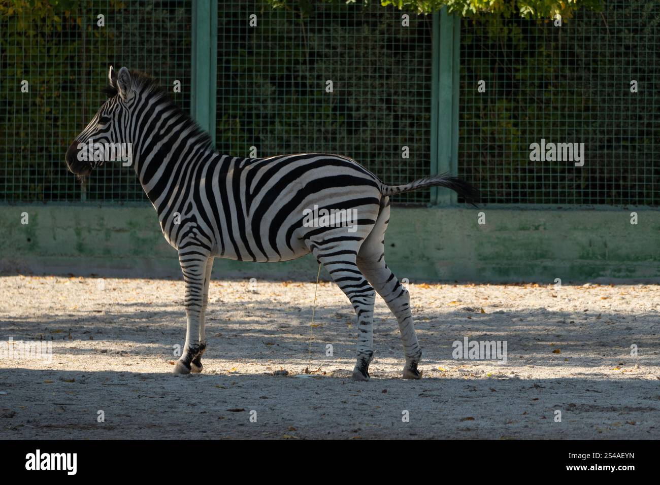 Zebra Zoo Enclosure Animal Standing Stock Photo - Alamy