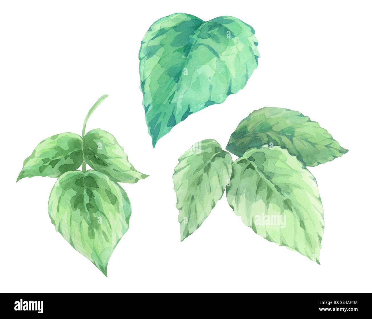 Set of garden watercolor leaves hi-res stock photography and images - Alamy