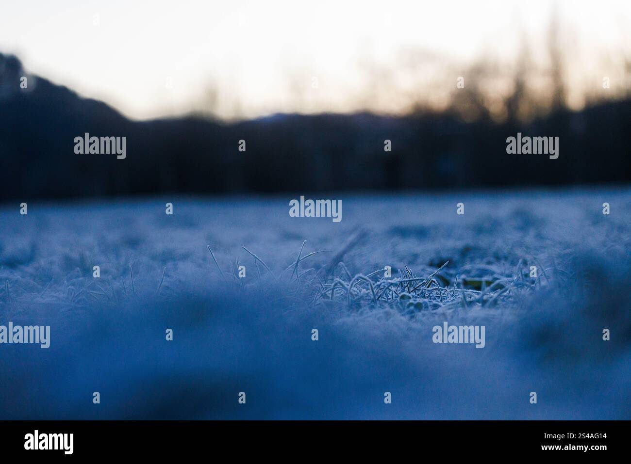 Freiburg, Germany. 11th Jan, 2025. Frost can be seen on the grasses on ...