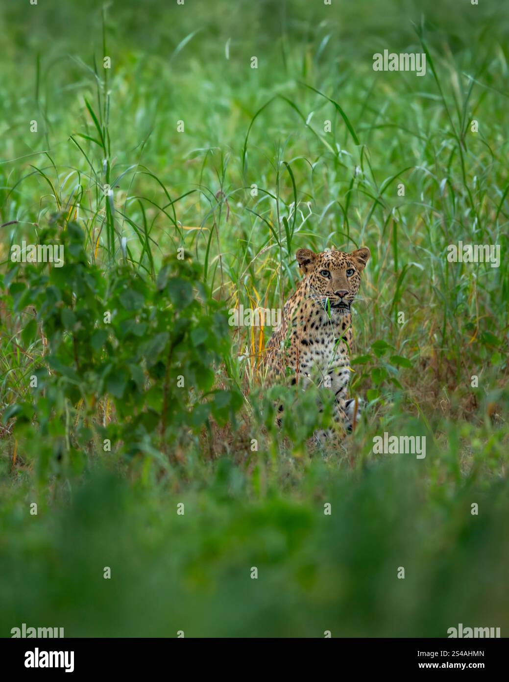 indian wild shy female leopard panther panthera pardus with eye contact ...