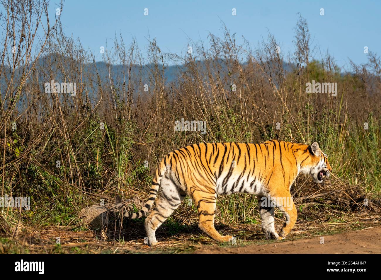 wild female bengal tiger or panthera tigris side profile walking on ...