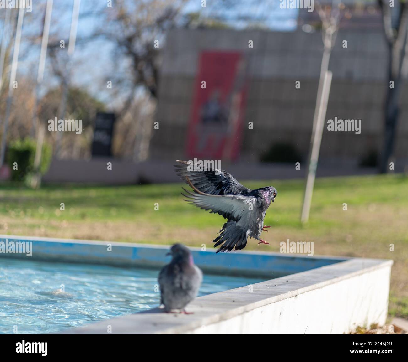 A lively scene of pigeons bathing and enjoying the water in the ...