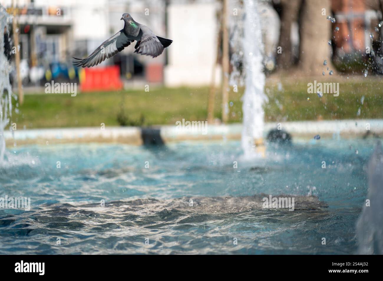 A lively scene of pigeons bathing and enjoying the water in the ...
