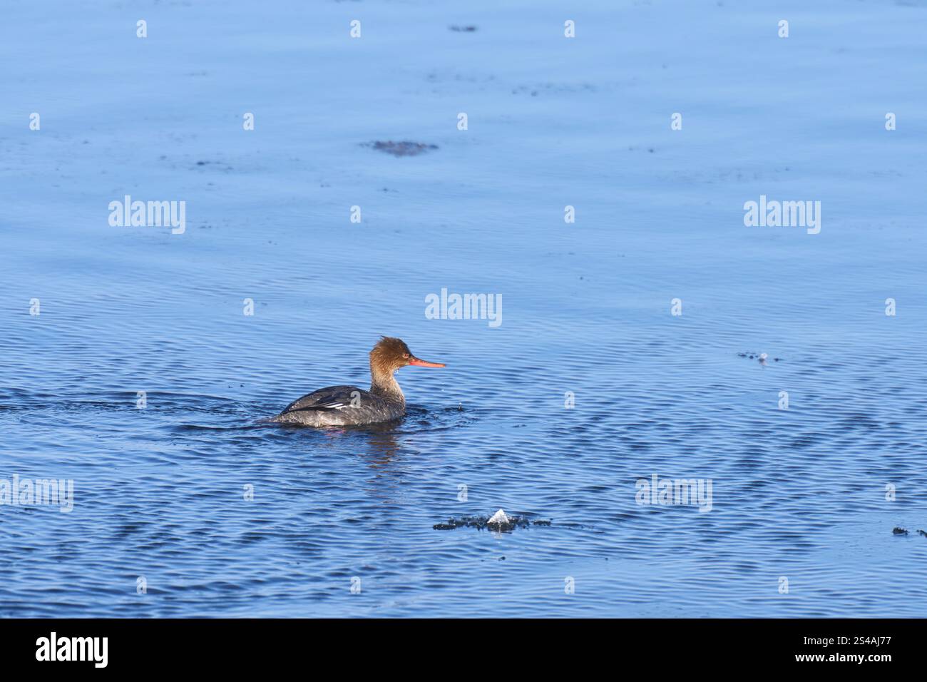 (250111) -- VLADIVOSTOK, Jan. 11, 2025 (Xinhua) -- A merganser is ...