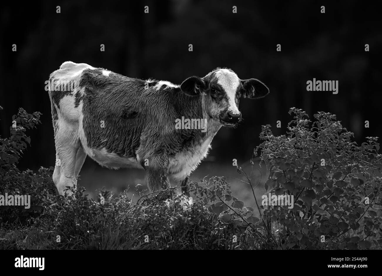 Herd cattle on green Black and White Stock Photos & Images - Alamy