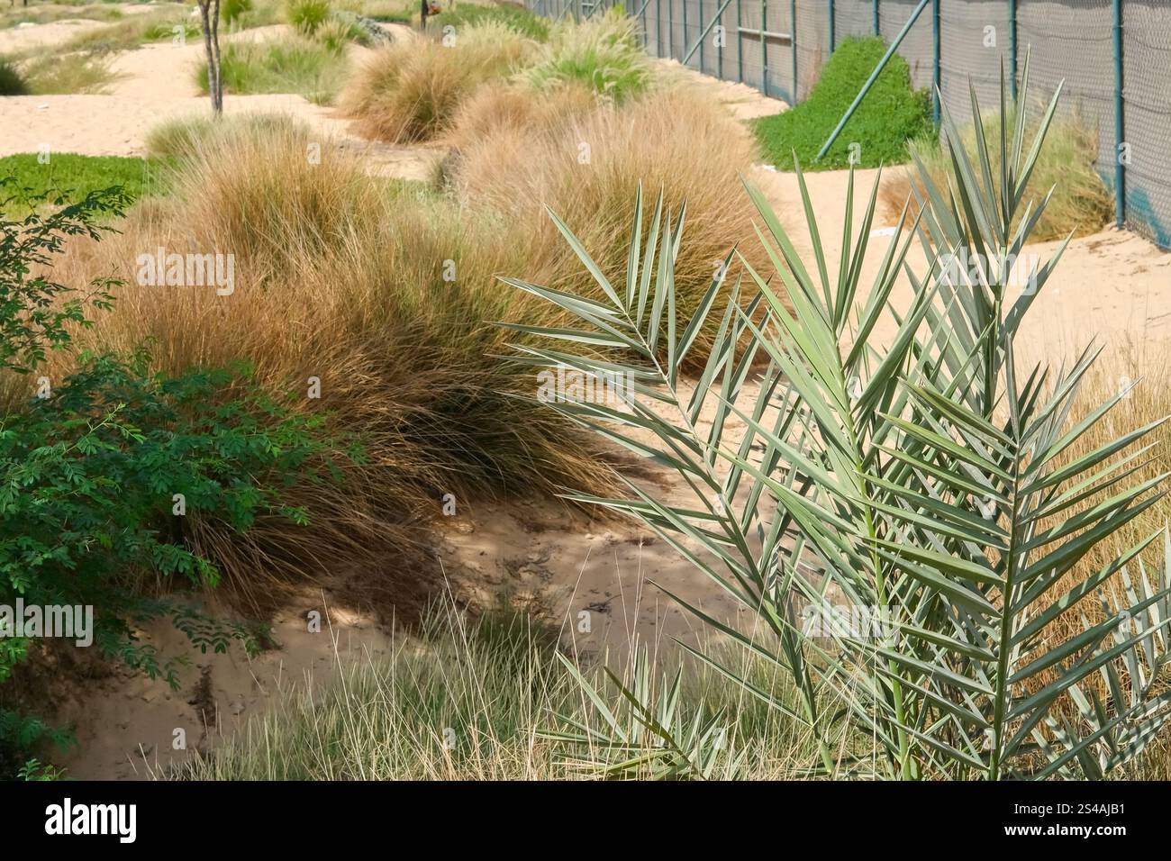 Typical landscaped plants cultivated in ornamental desert garden.Arid ...