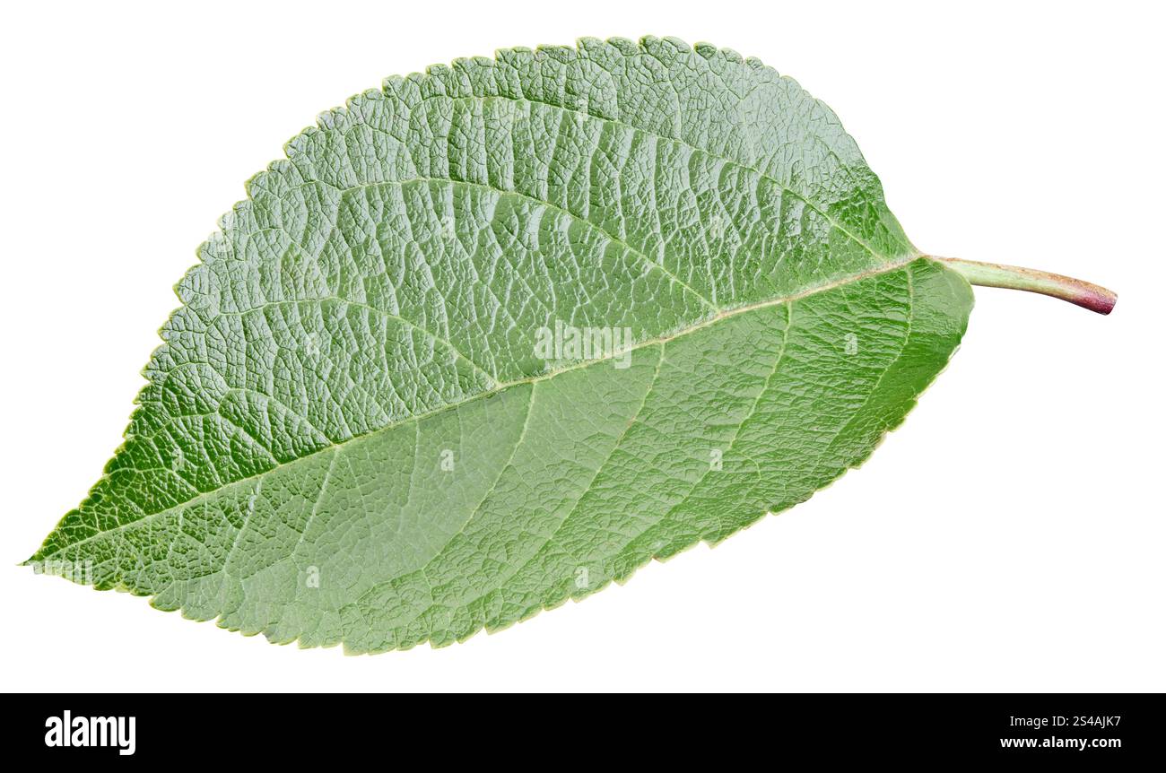 Apple leaves isolated on white background. One Leaf Apple Clipping Path ...