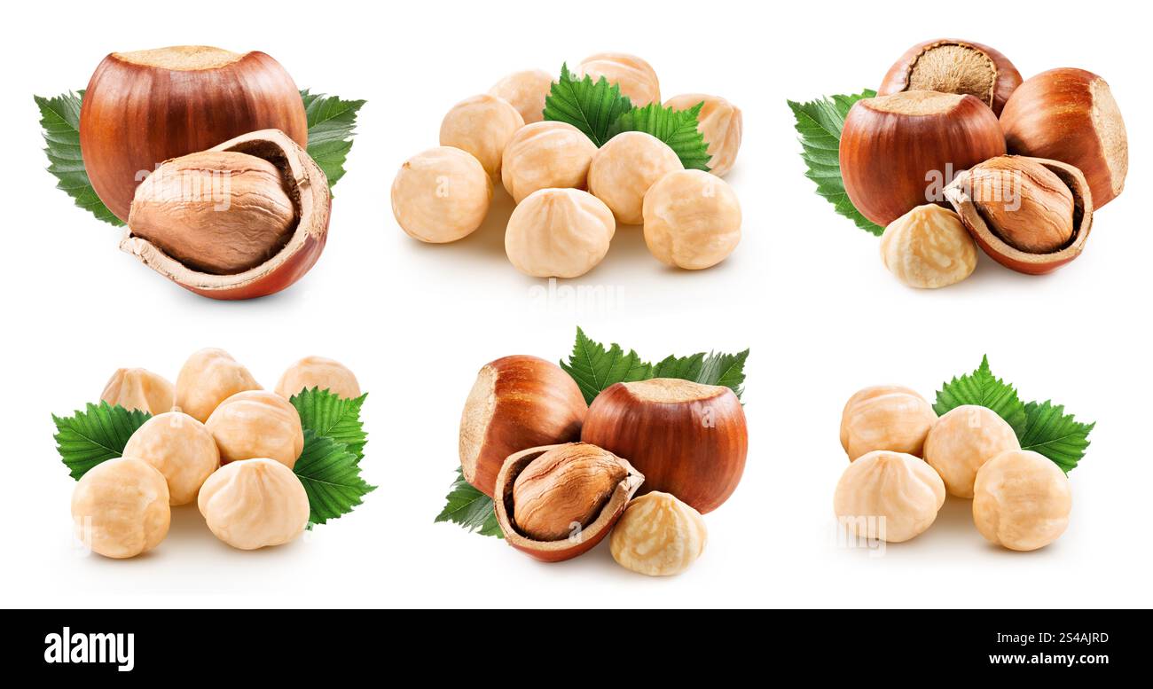 Hazelnuts collection isolated on white background Stock Photo - Alamy