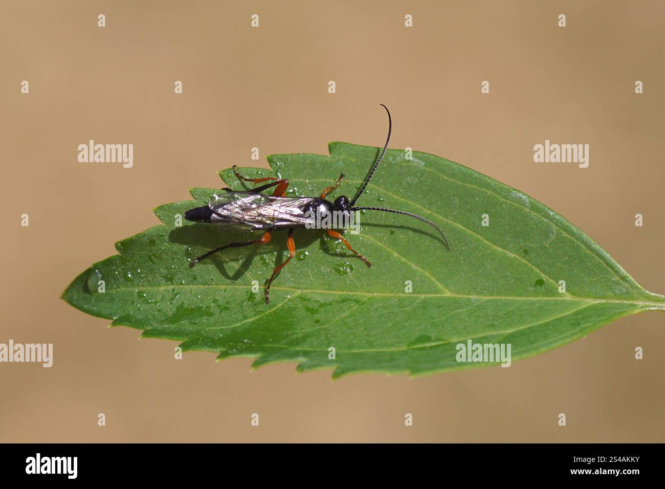 Male Ichneumon wasp. Eurylabus torvus or the similar Eurylabus tristis ...