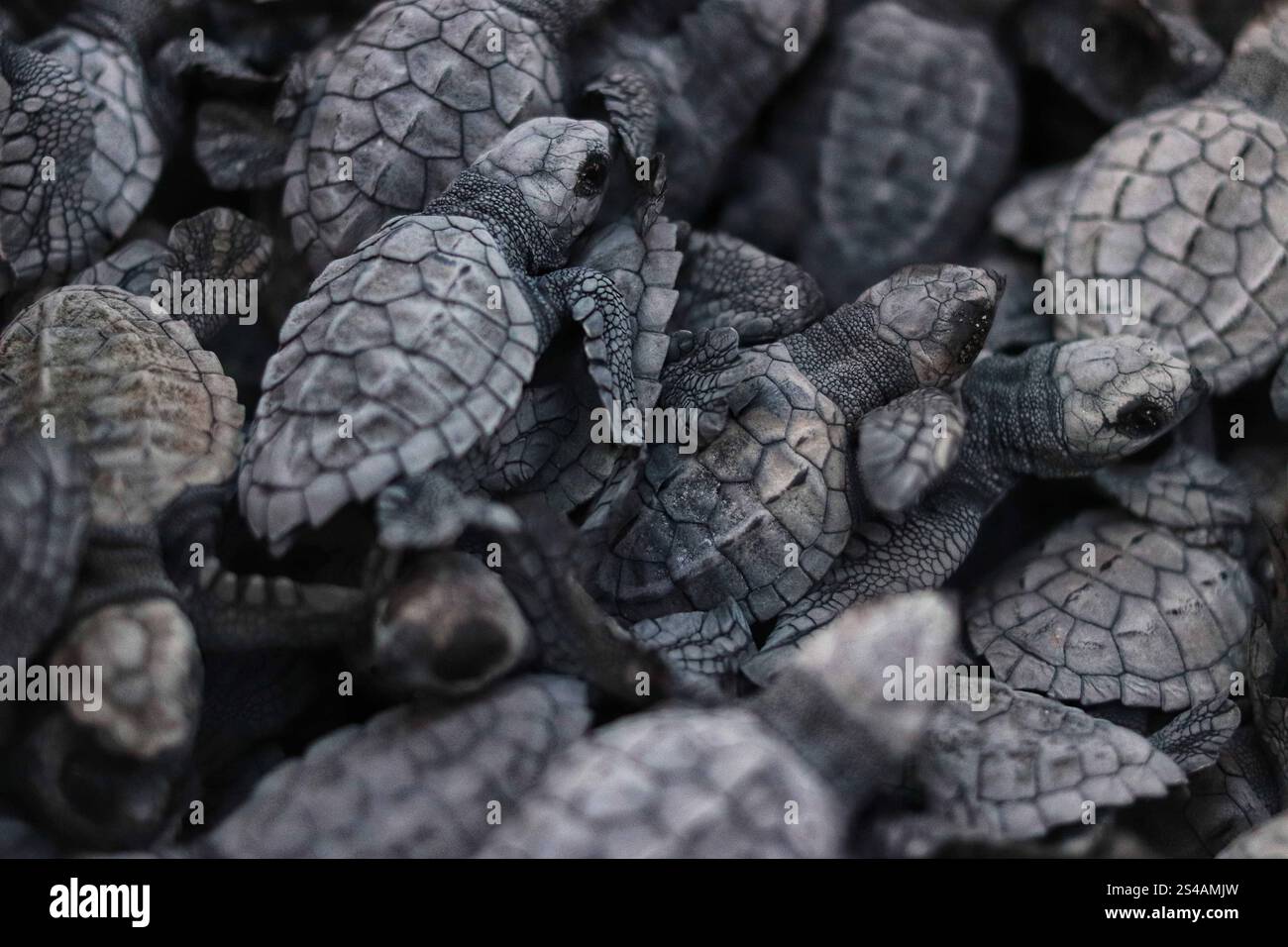 Release of the Olive Ridley Turtle in Oaxaca Olive Ridley turtles are ...