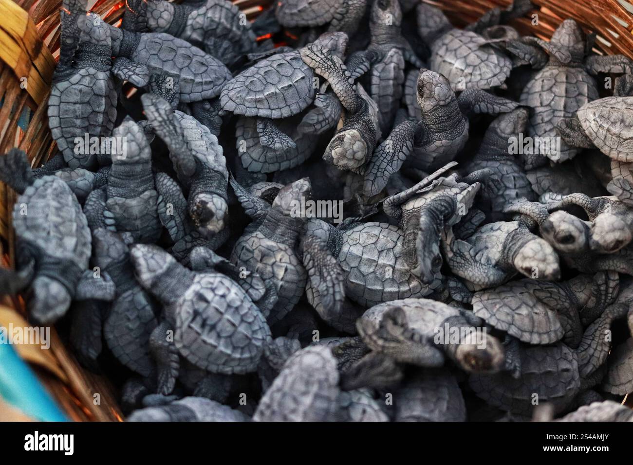Release of the Olive Ridley Turtle in Oaxaca Olive Ridley turtles are ...
