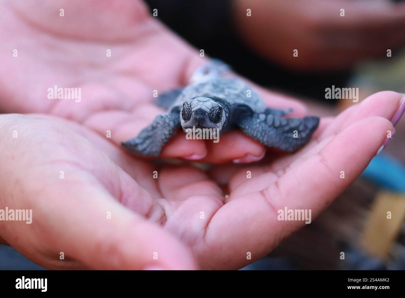 Release of the Olive Ridley Turtle in Oaxaca A person lifts a Olive ...
