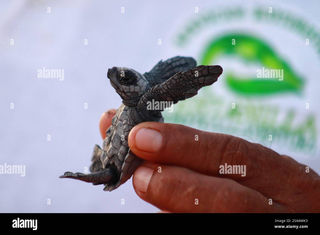 Release of the Olive Ridley Turtle in Oaxaca A person lifts a Olive ...