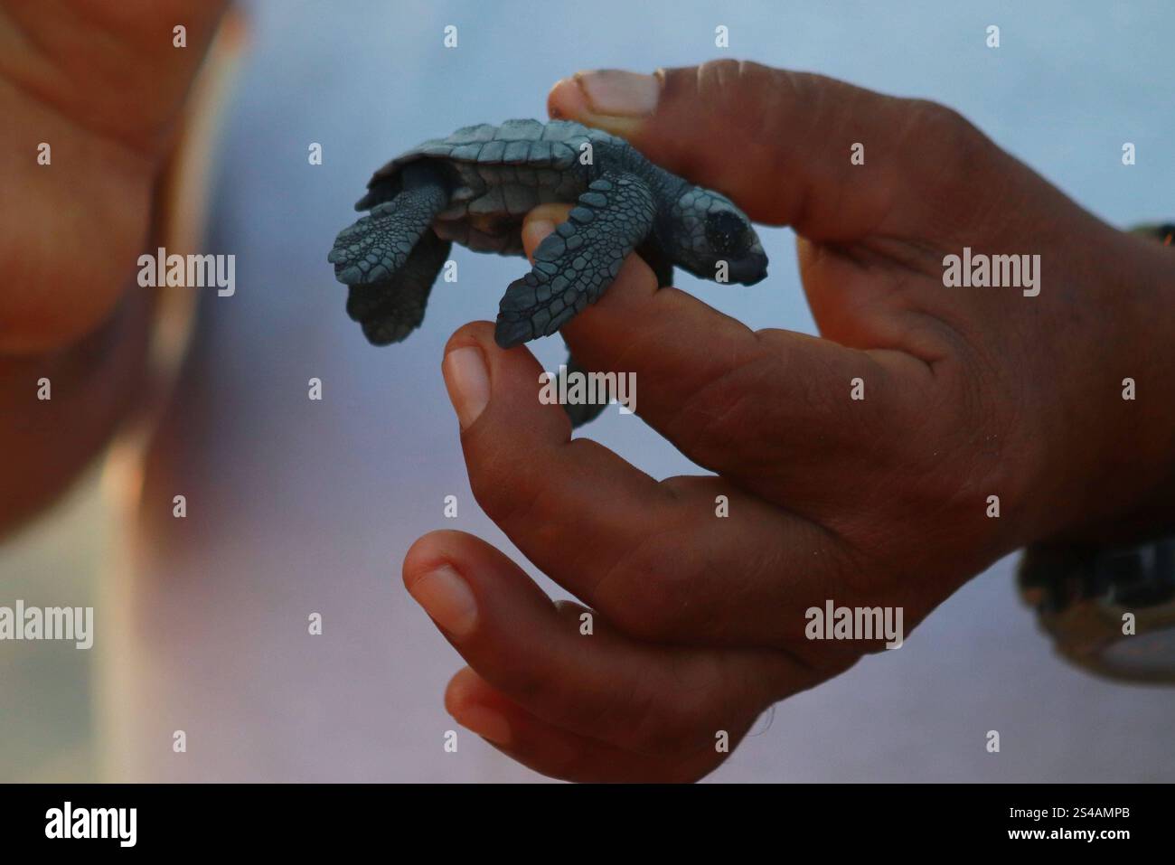 Release of the Olive Ridley Turtle in Oaxaca A person lifts a Olive ...