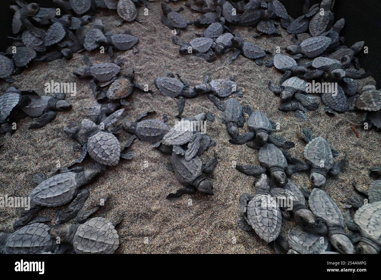 Release of the Olive Ridley Turtle in Oaxaca Olive Ridley turtles are ...