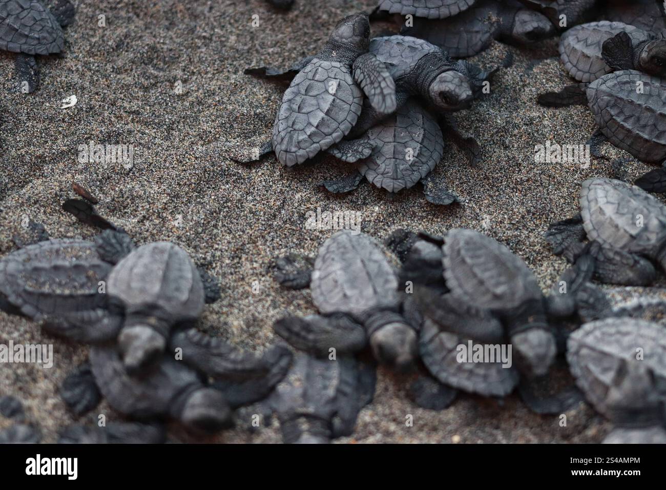 Release of the Olive Ridley Turtle in Oaxaca Olive Ridley turtles are ...