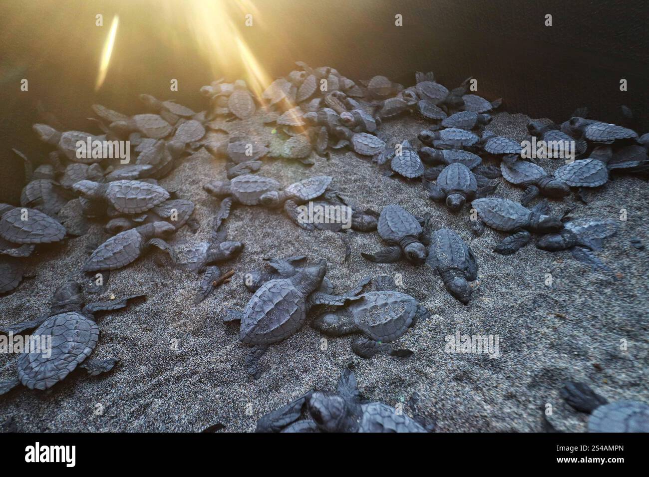 Release of the Olive Ridley Turtle in Oaxaca Olive Ridley turtles are ...