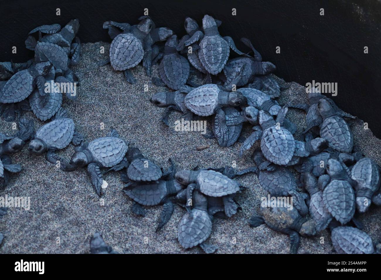 Release of the Olive Ridley Turtle in Oaxaca Olive Ridley turtles are ...