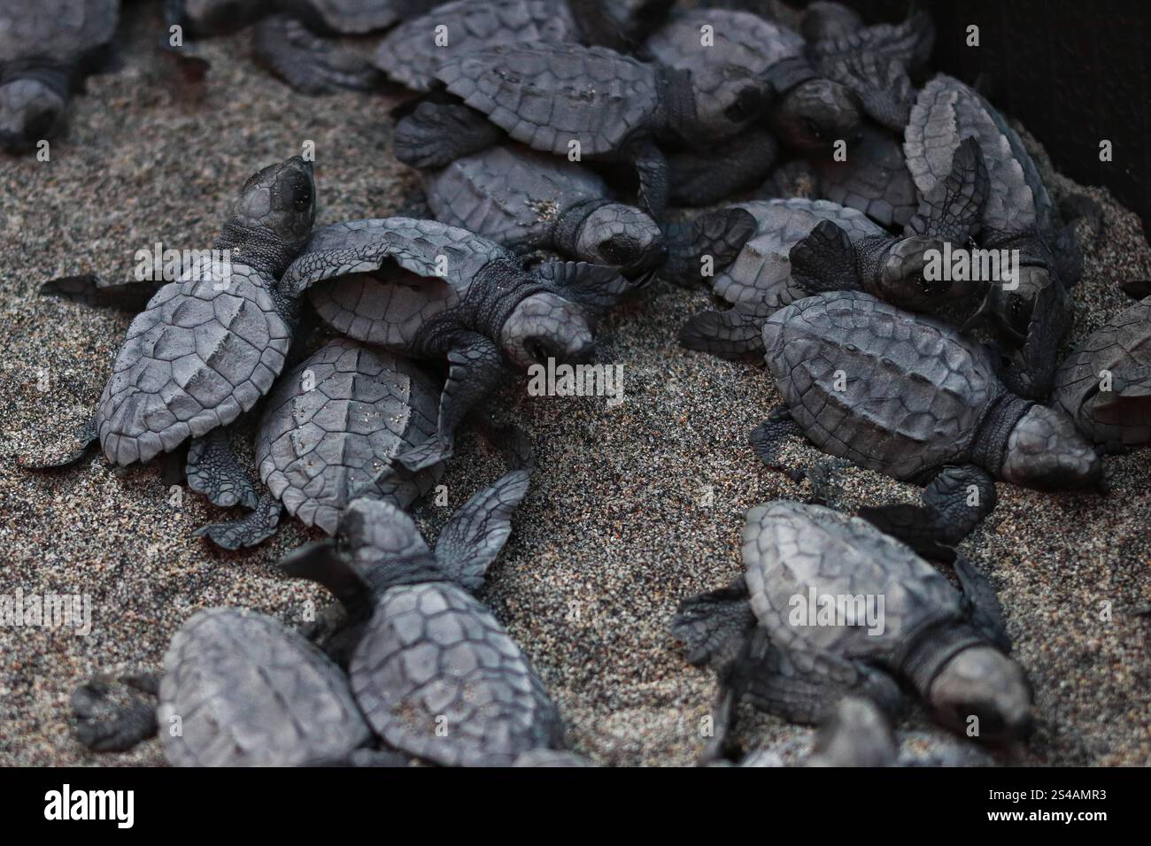 Release of the Olive Ridley Turtle in Oaxaca Olive Ridley turtles are ...