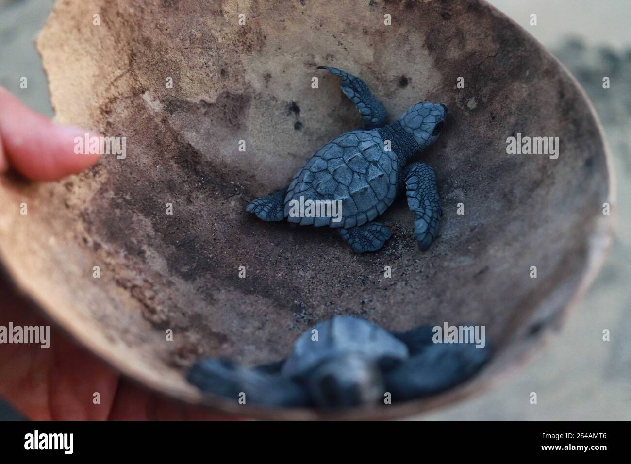 Release of the Olive Ridley Turtle in Oaxaca Olive Ridley turtles are ...