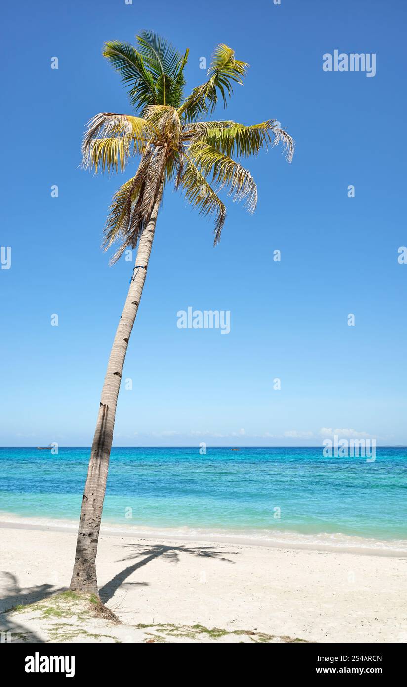 Coconut palm tree on the beach on Malapascua Island, Philippines Stock ...