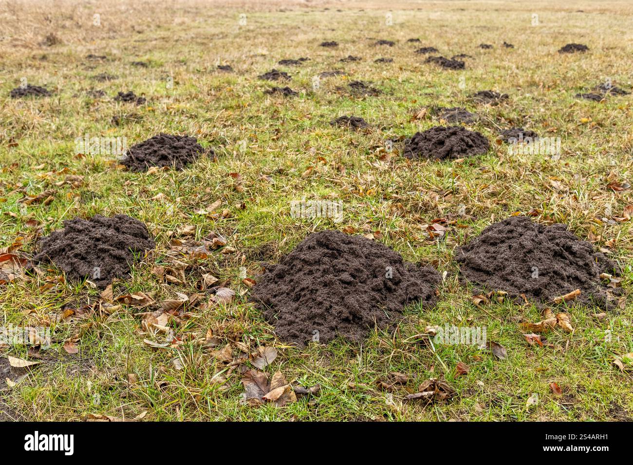 Mounds of fresh soil created by moles in a grassy landscape surrounded ...