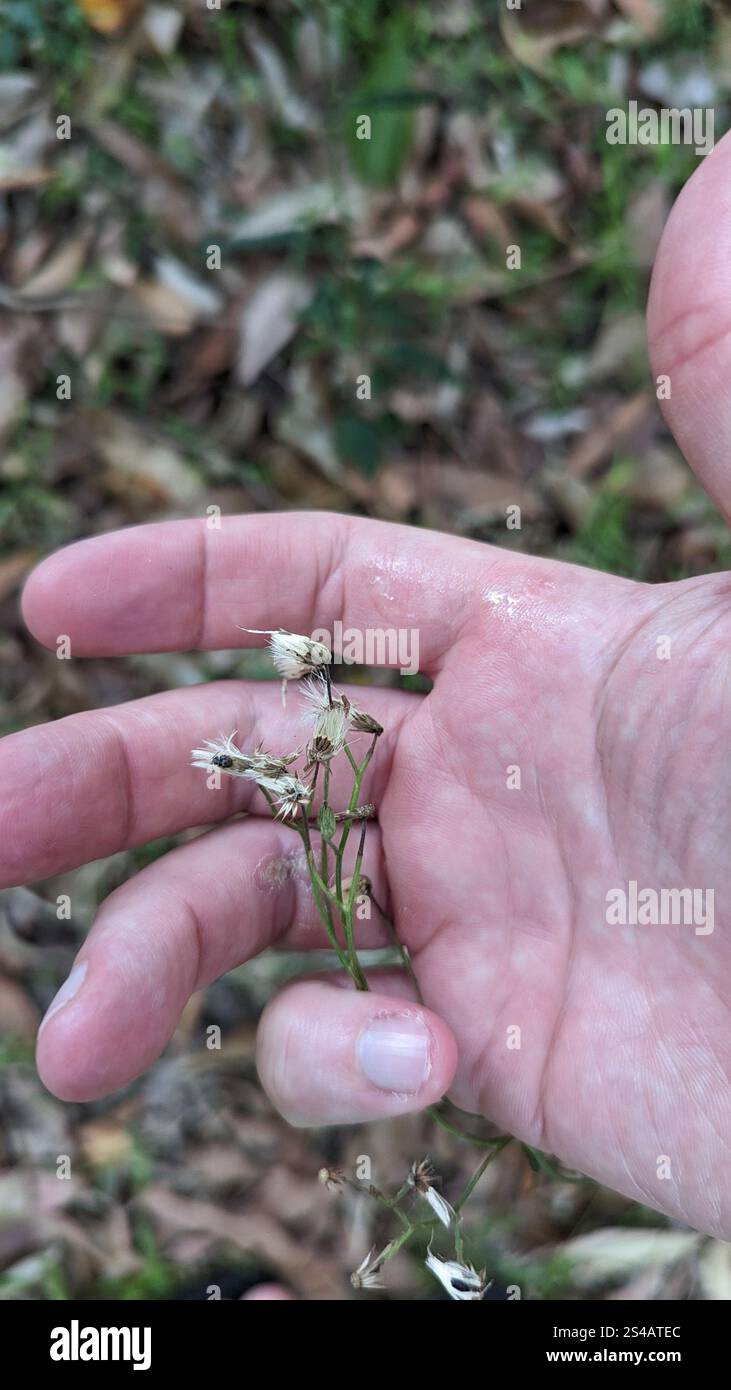 little ironweed (Cyanthillium cinereum Stock Photo - Alamy