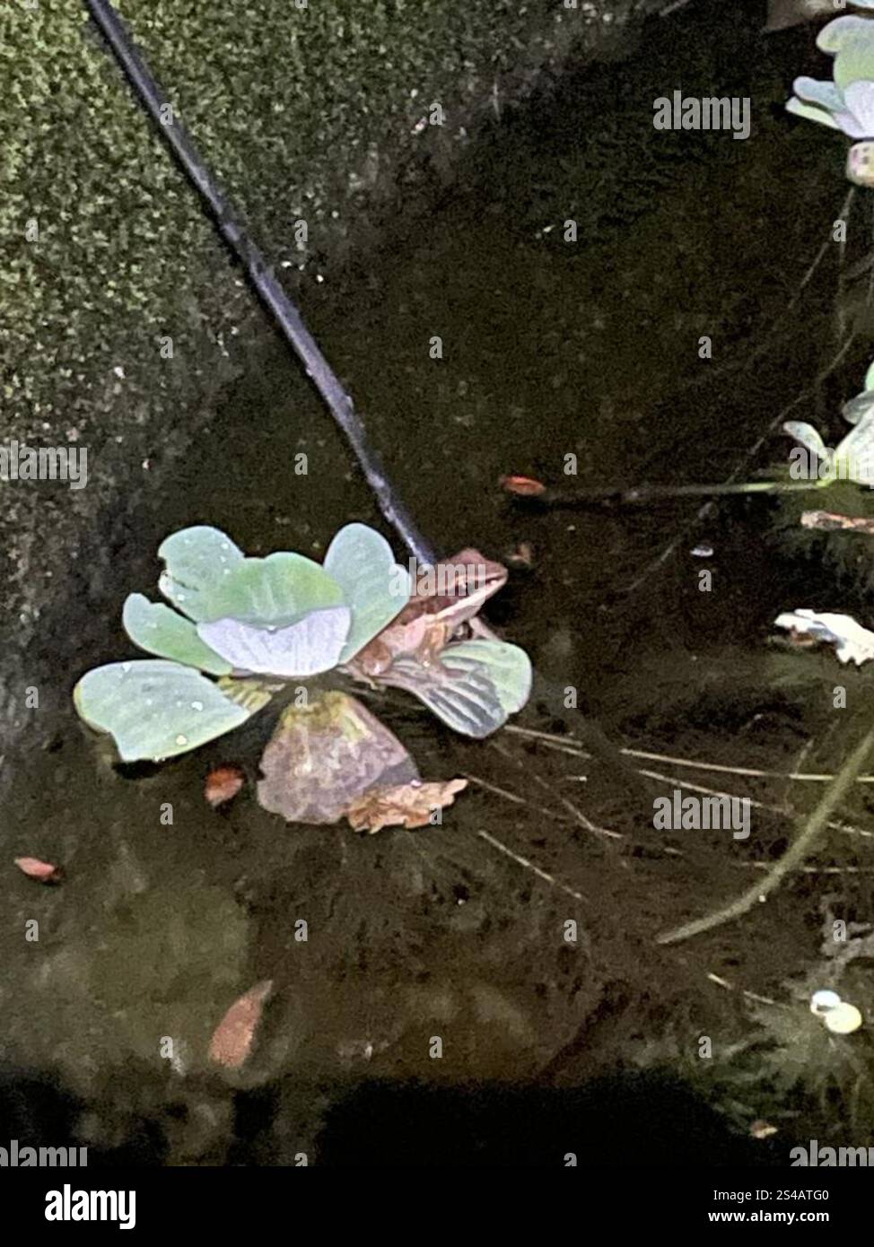 Malayan Stream Frog (Sylvirana malayana Stock Photo - Alamy