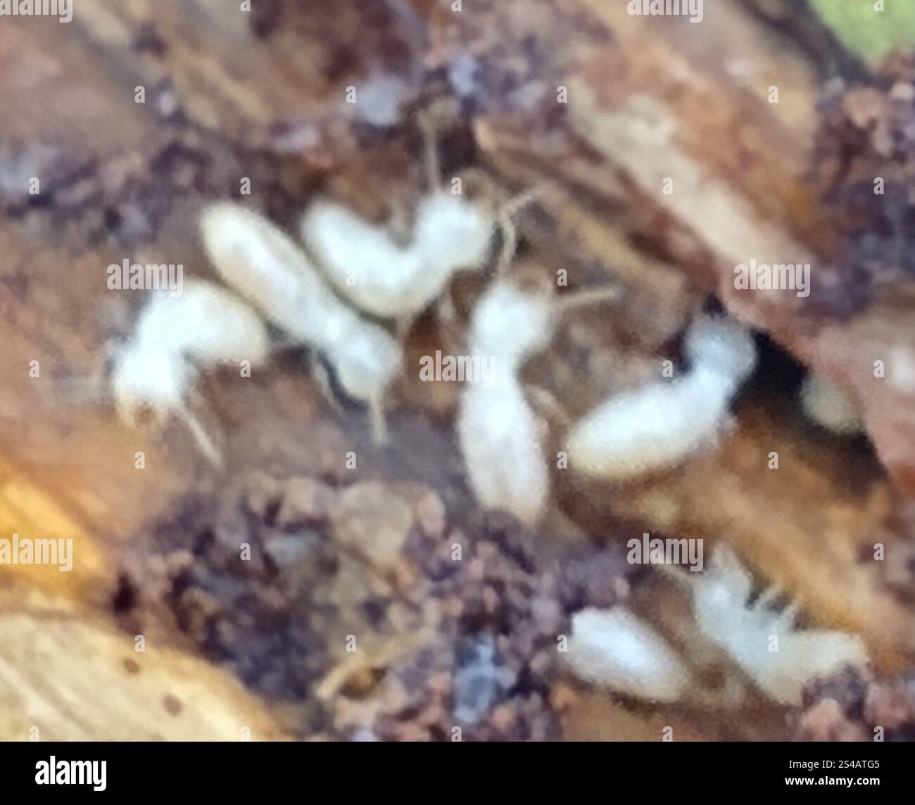 Eastern Subterranean Termite (Reticulitermes flavipes Stock Photo - Alamy