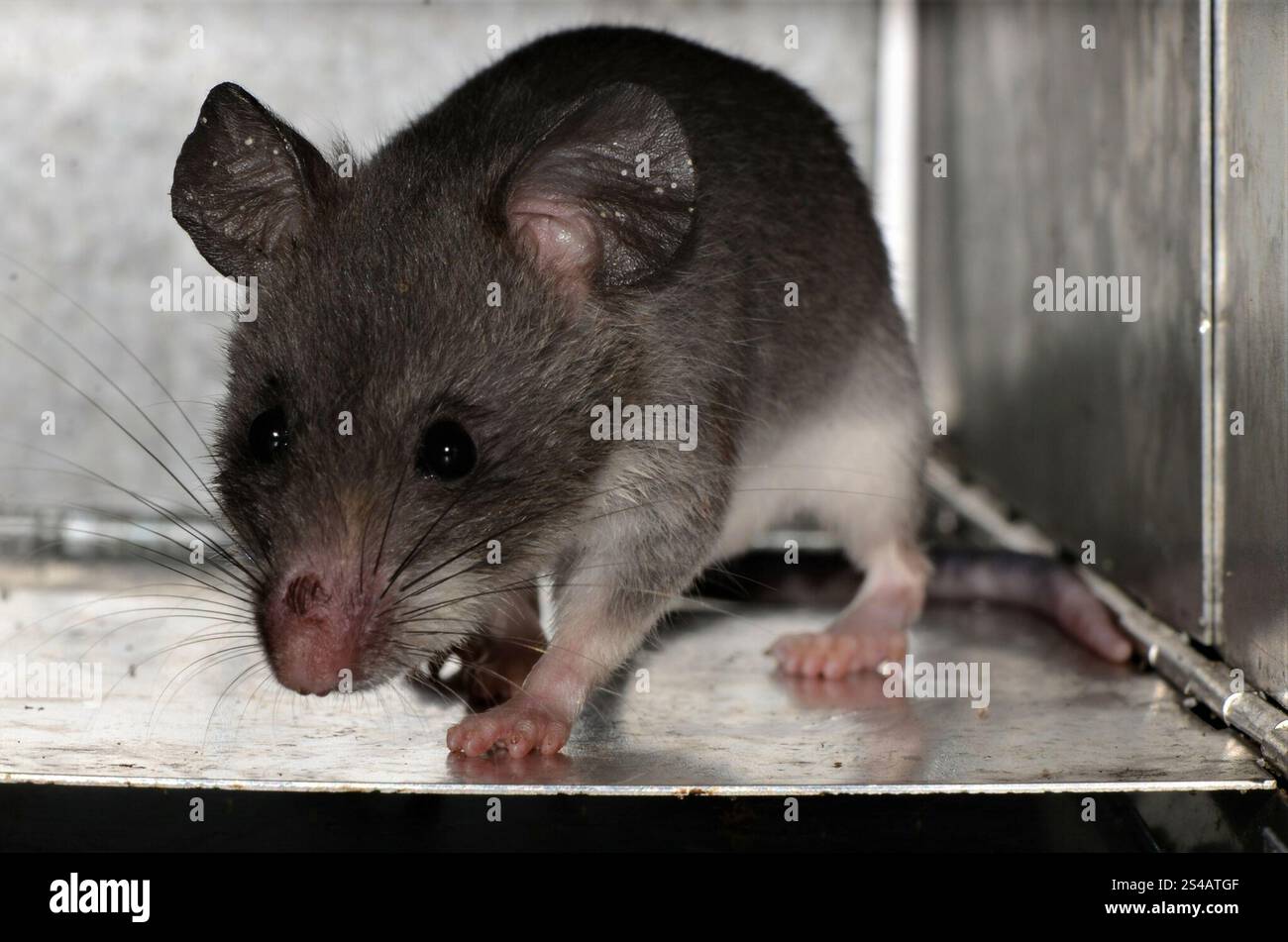 Long-tailed Pouched Rat (Beamys hindei Stock Photo - Alamy
