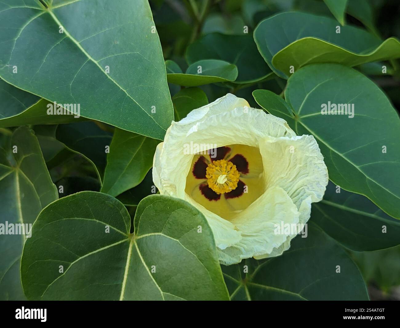 Portia tree (Thespesia populnea Stock Photo - Alamy