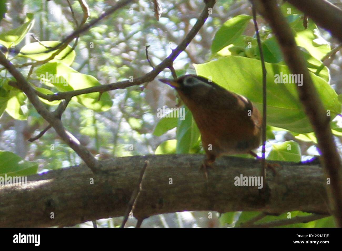 Chinese Hwamei (Garrulax canorus Stock Photo - Alamy