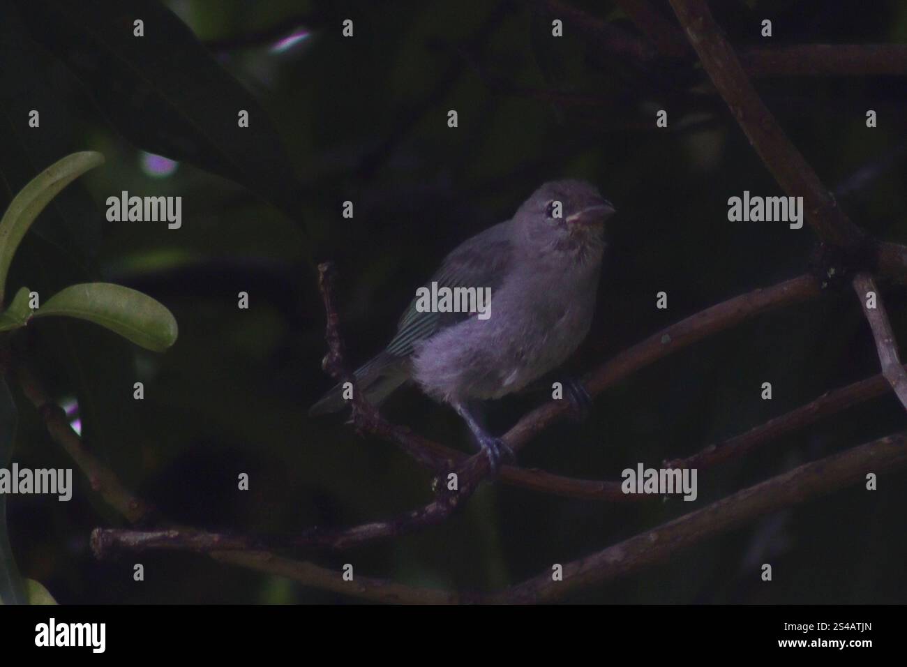 Sayaca Tanager (Thraupis sayaca Stock Photo - Alamy
