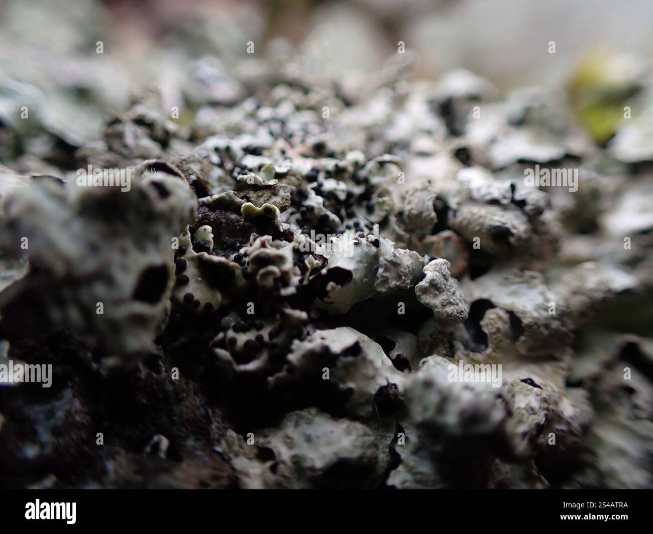 Ascomycete Fungi (Ascomycota Stock Photo - Alamy