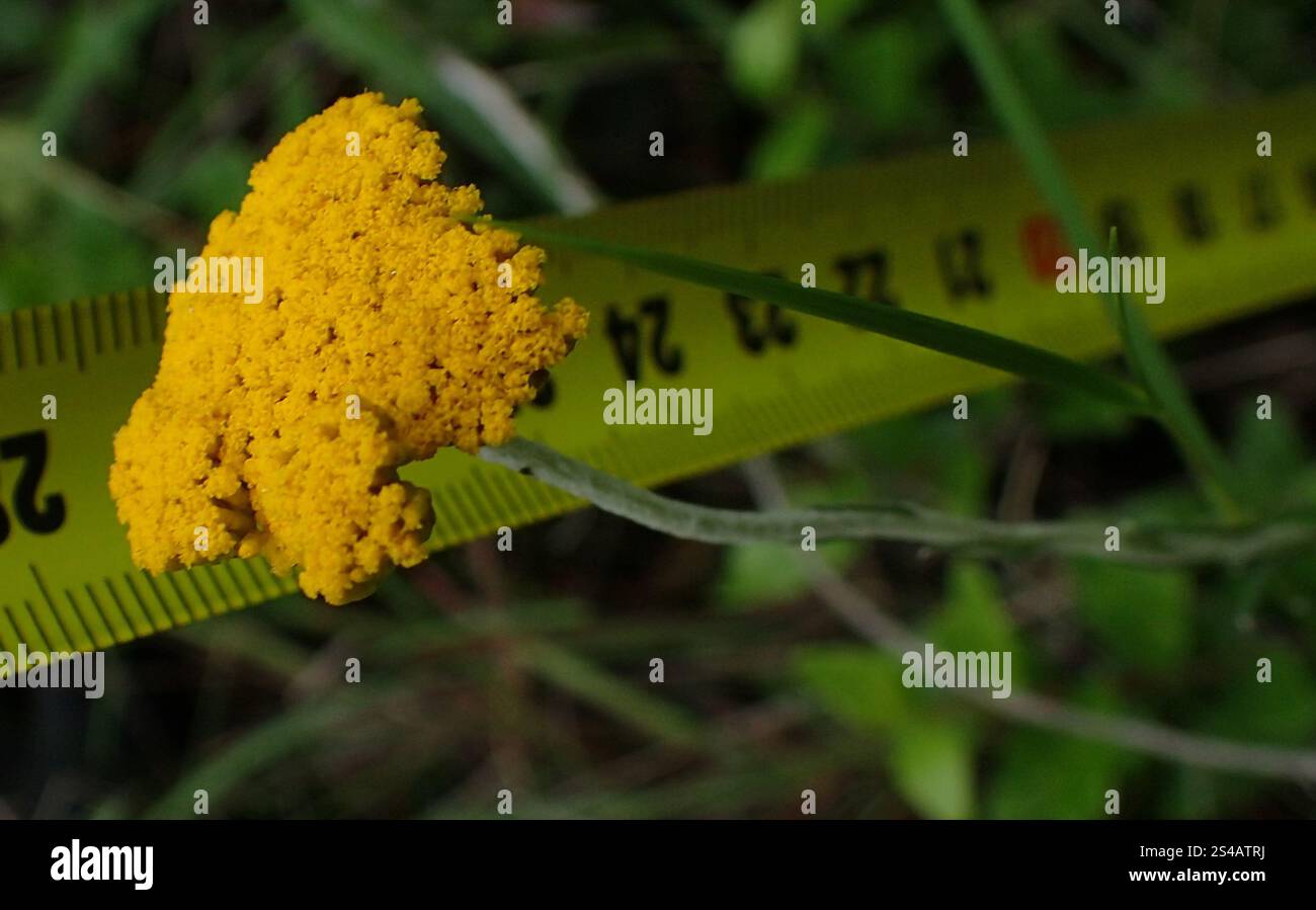 Kooigoed Everlasting (Helichrysum odoratissimum Stock Photo - Alamy