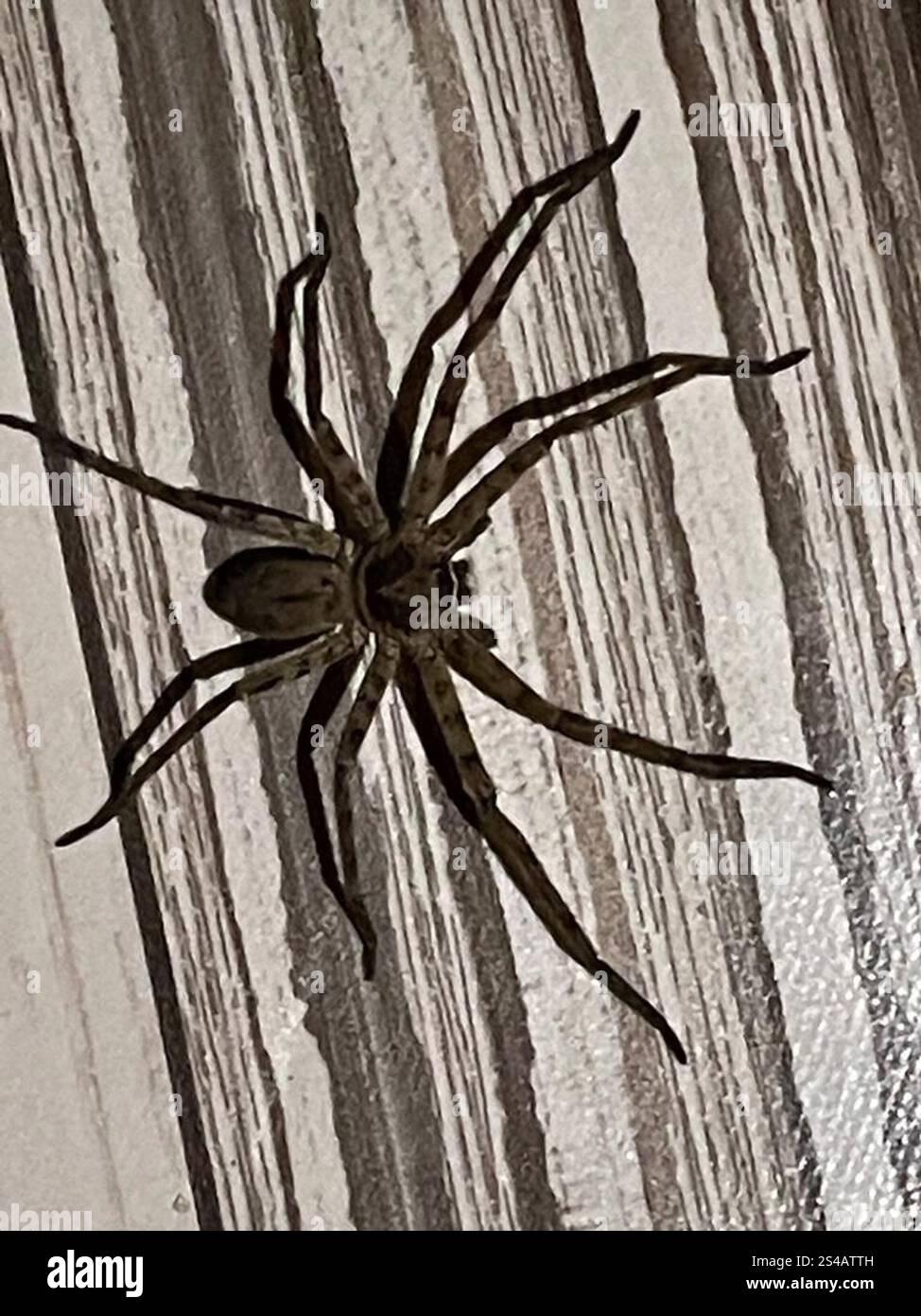 Pantropical Huntsman Spider (Heteropoda venatoria Stock Photo - Alamy