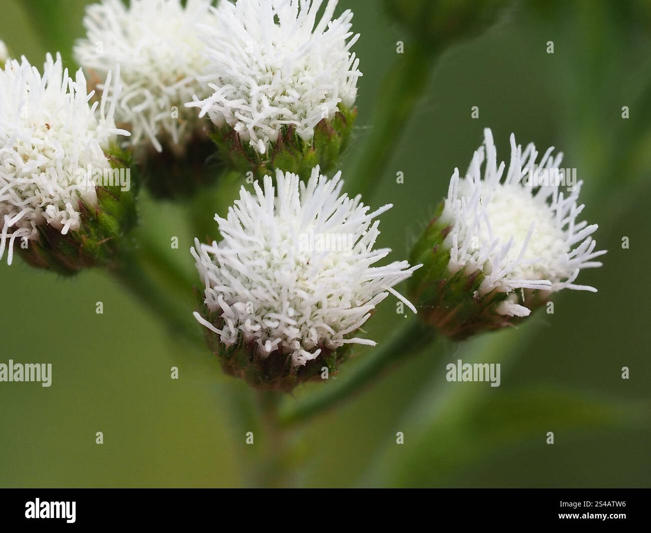 billygoat weed (Ageratum conyzoides Stock Photo - Alamy