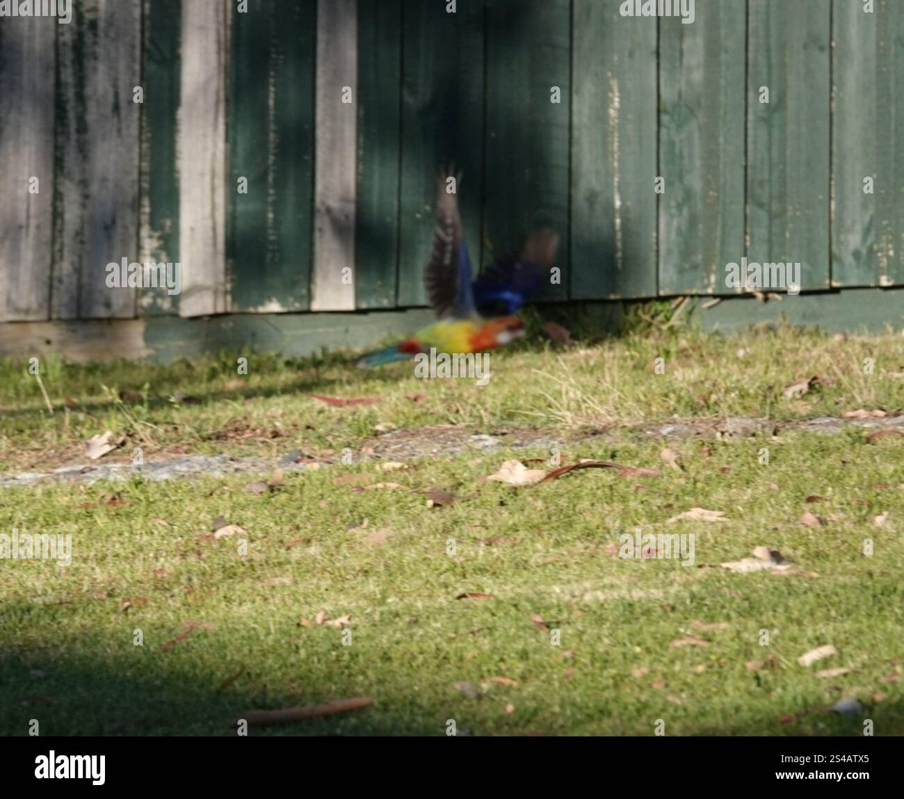 Southeast Eastern Rosella (Platycercus eximius eximius Stock Photo - Alamy