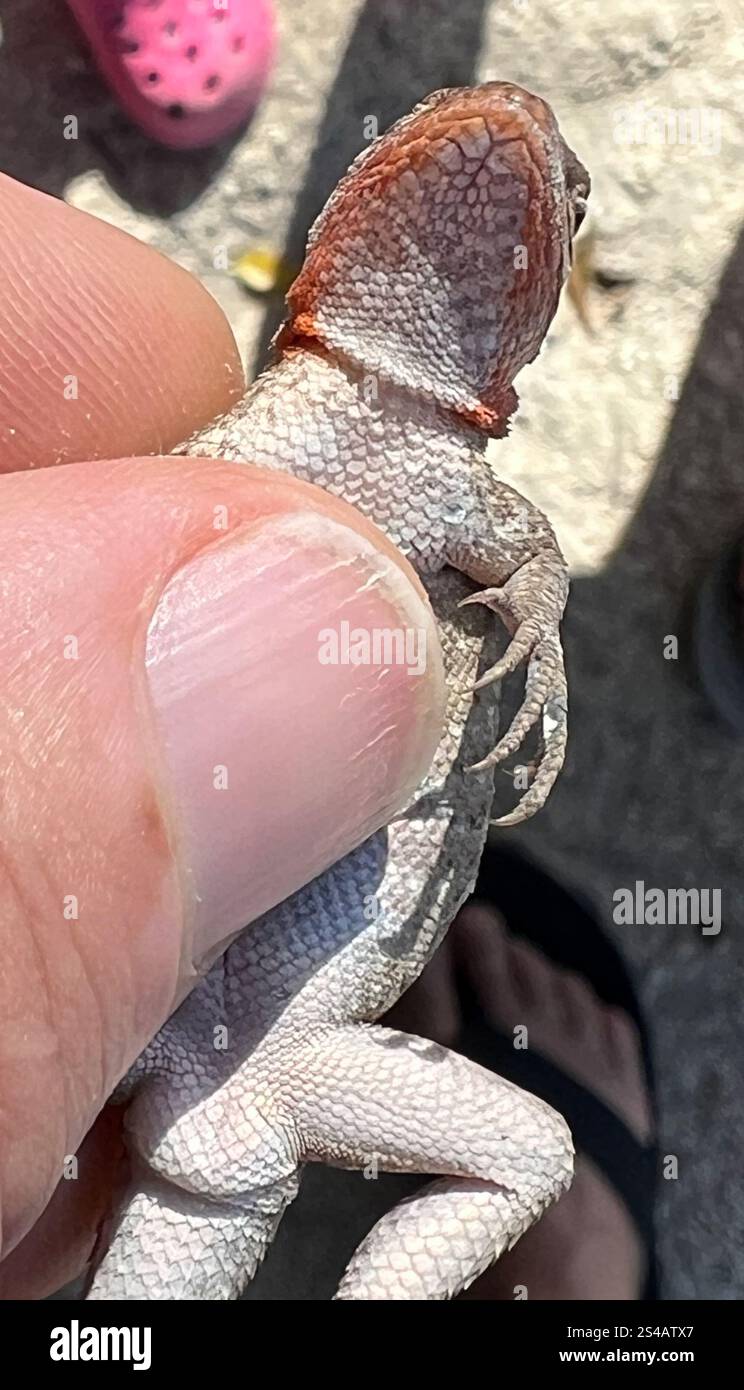 Dwarf Spiny Lizard (Sceloporus squamosus Stock Photo - Alamy