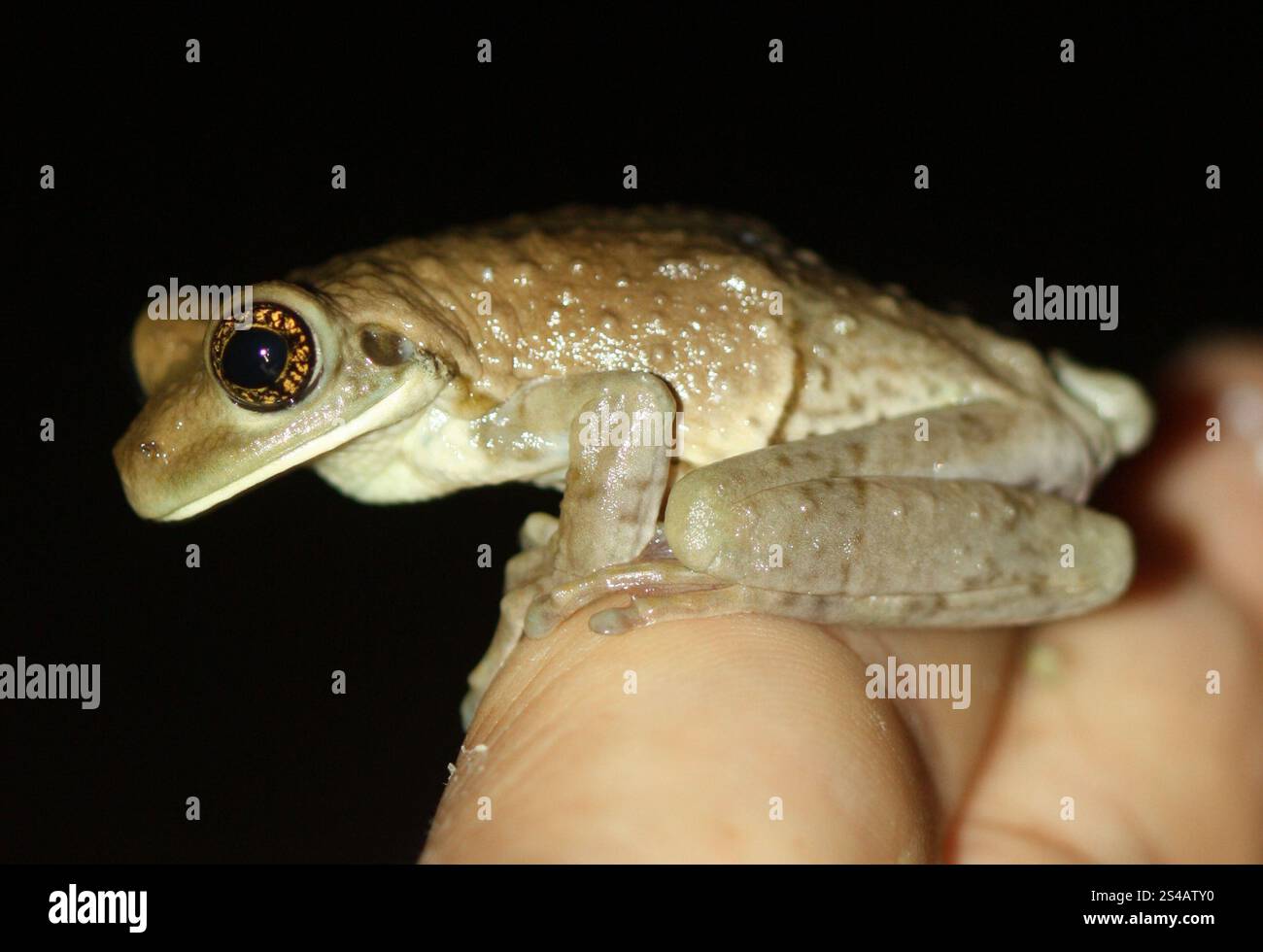 Vermiculated Tree Frog (Trachycephalus vermiculatus Stock Photo - Alamy