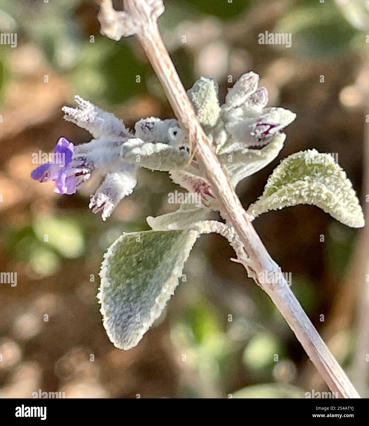 desert lavender (Condea emoryi Stock Photo - Alamy