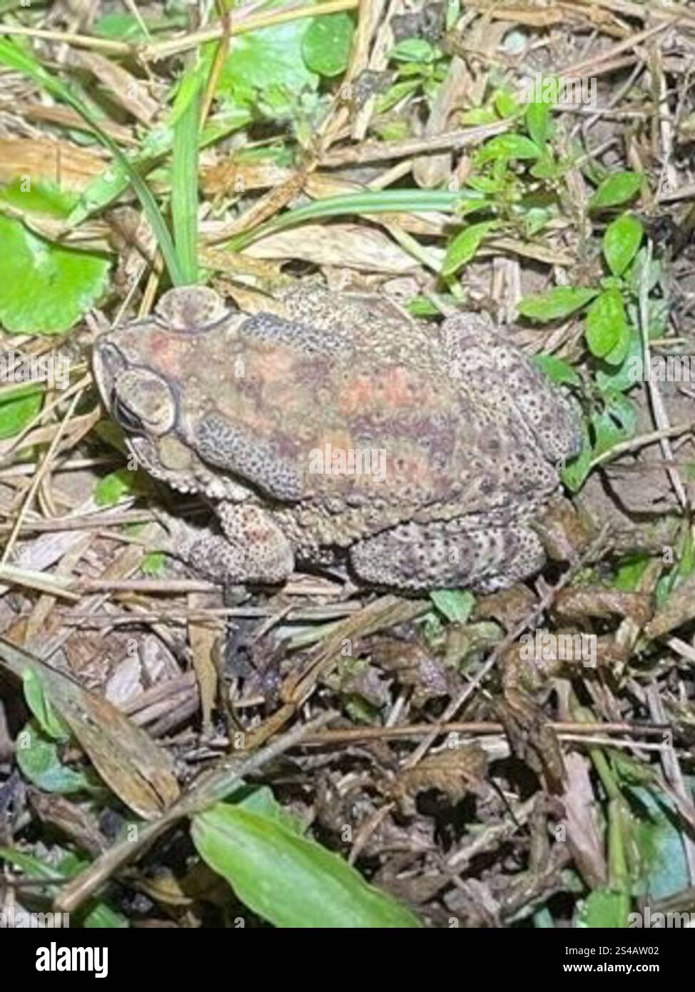 Asian Common Toad (Duttaphrynus melanostictus Stock Photo - Alamy
