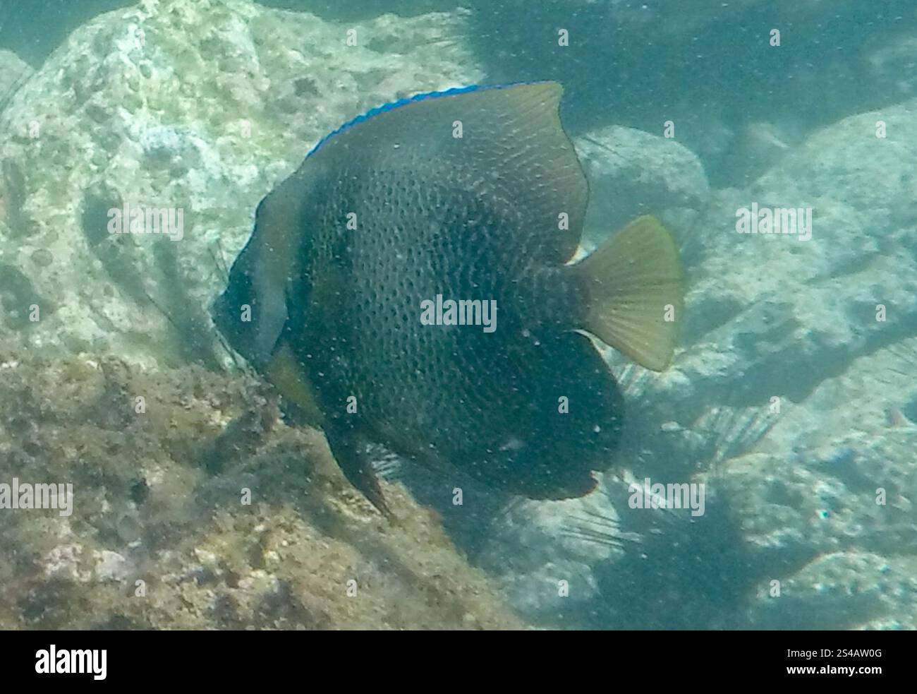 Cortez Angelfish (Pomacanthus zonipectus Stock Photo - Alamy