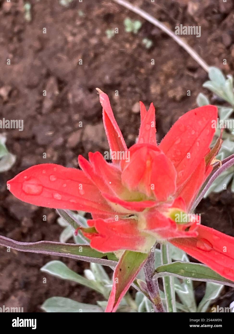 Wholeleaf Paintbrush (Castilleja integra Stock Photo - Alamy