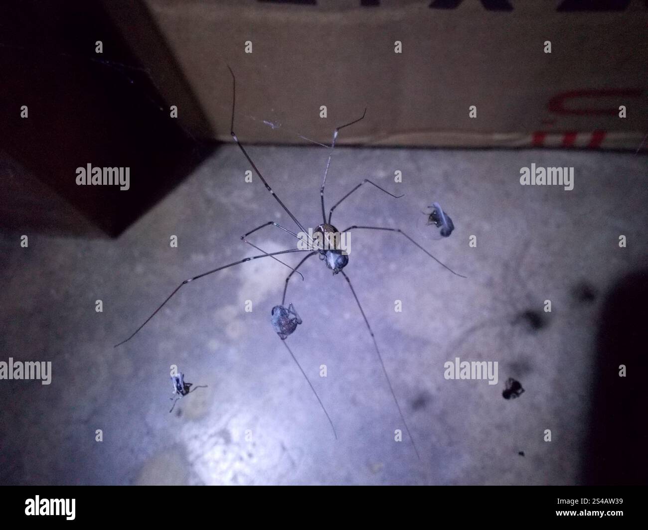 Cellar Spiders (Pholcidae Stock Photo - Alamy