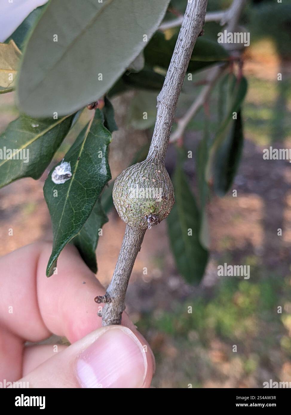 Southern Live Oak Stem Gall Wasp (Callirhytis quercusbatatoides Stock ...