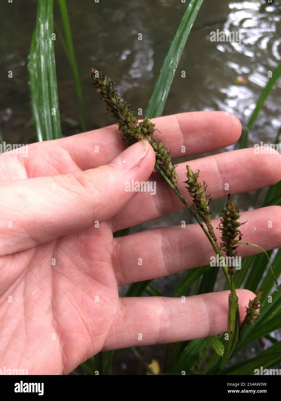 Cypress Swamp Sedge (Carex joorii Stock Photo - Alamy